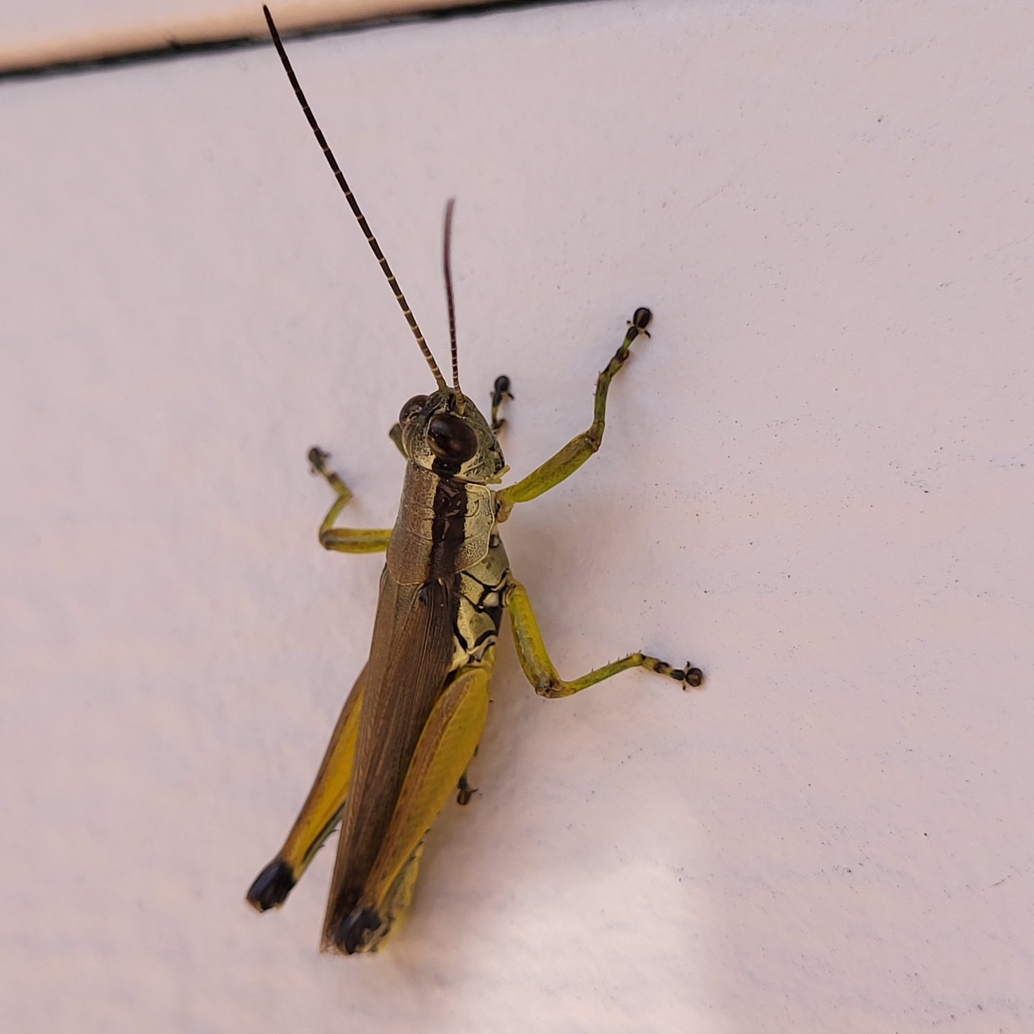 Patience, Grasshopper – TALES FROM THE BOBBI LAMA